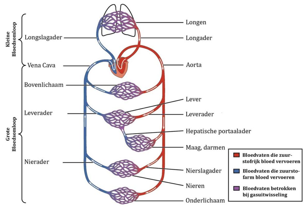 Artikel 3: Het Cardiovasculair Stelsel | Optrimize