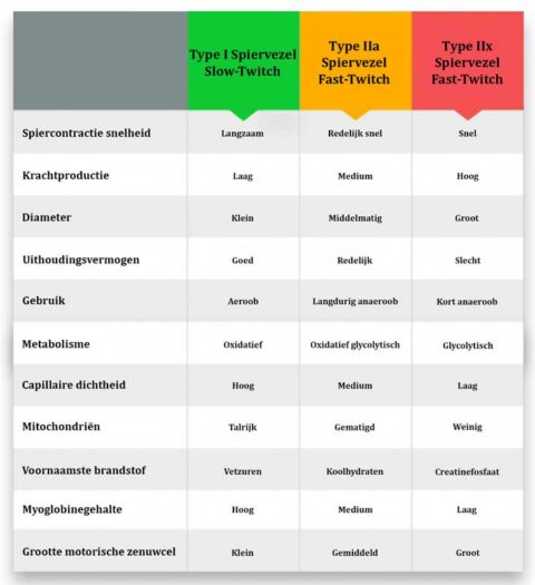 Artikel 4: De Spieren | Optrimize