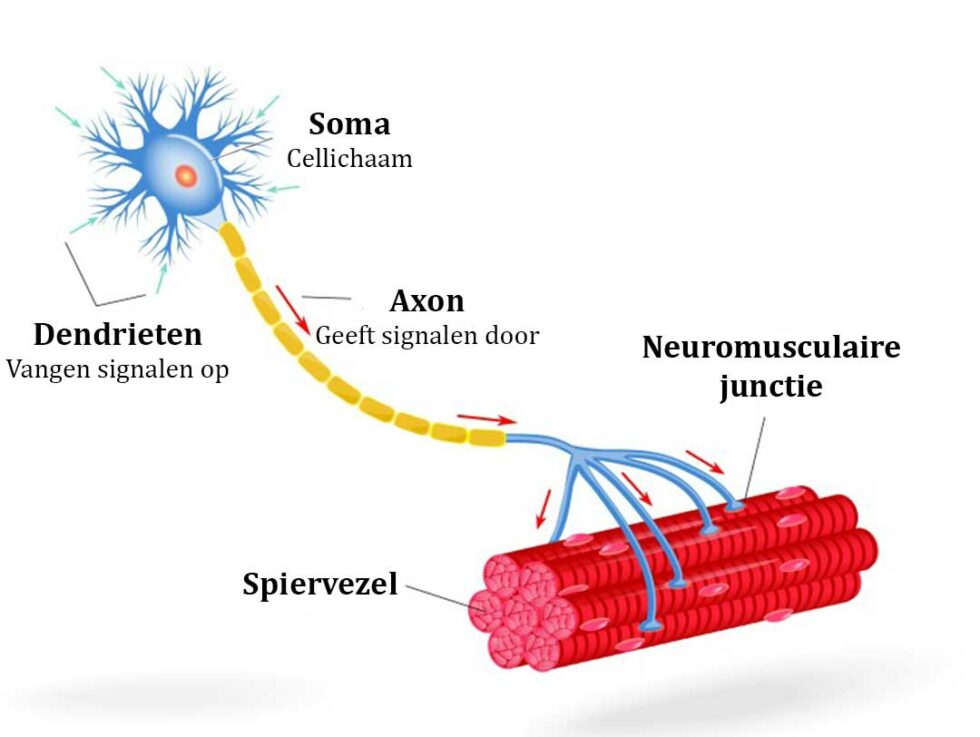 Artikel 4: De Spieren | Optrimize